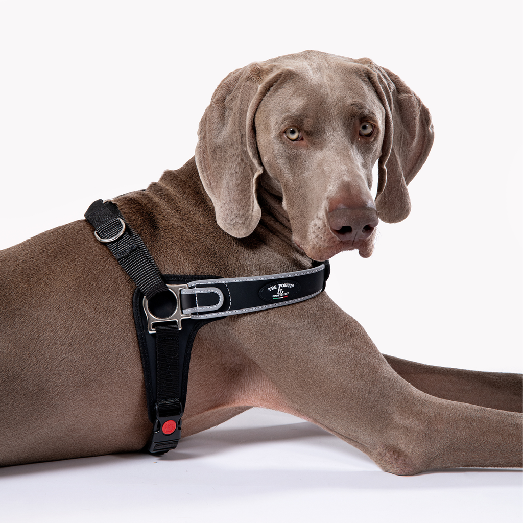 Forza, no-pull dog harness | Tre Ponti
