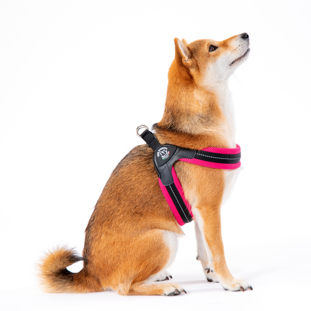 Pettorina per cani in rete | Tre Ponti