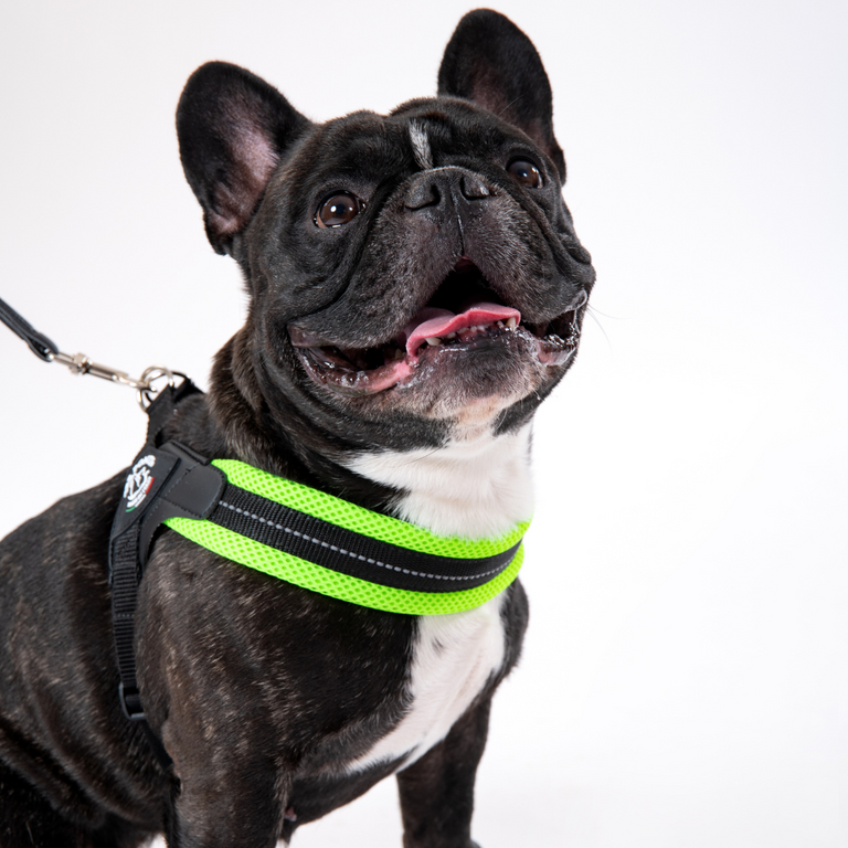 Mesh harness with adjustable girth | Tre Ponti