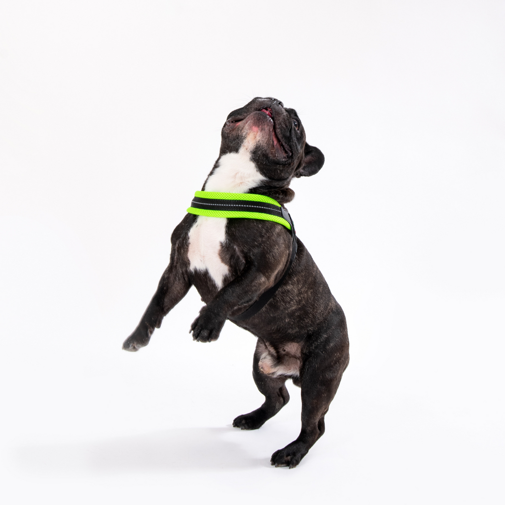 Mesh harness with adjustable girth | Tre Ponti