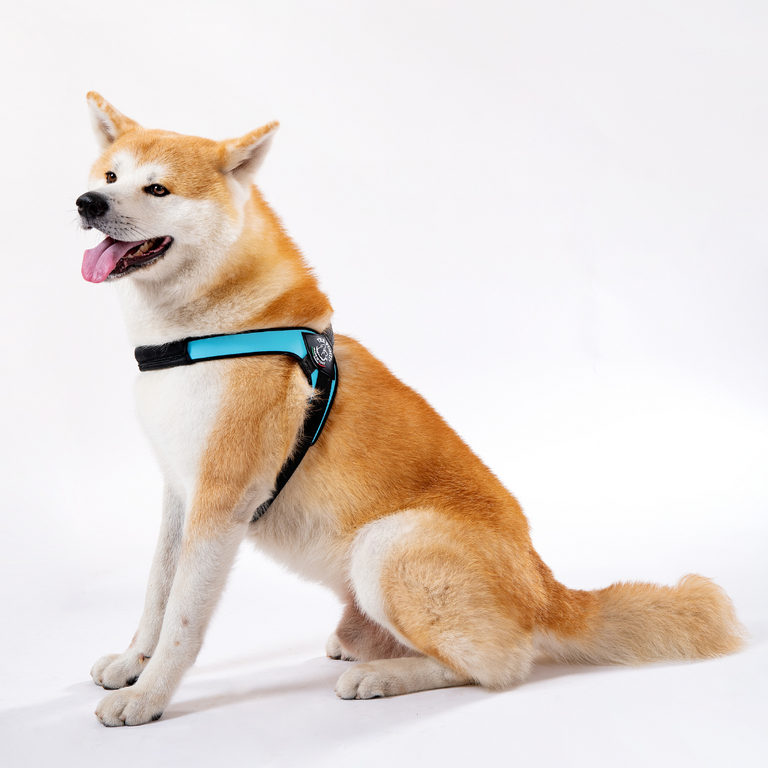 Brio harness for medium and large dogs with reflective trim | Tre Ponti