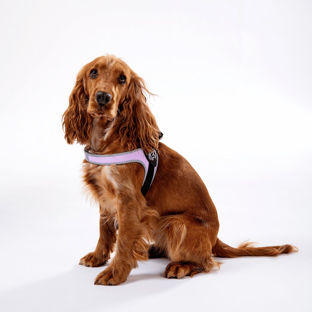 Adjustable dog harness | Tre Ponti