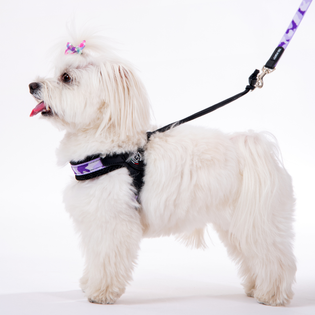 Harness for cats, puppies, and small dogs | Tre Ponti