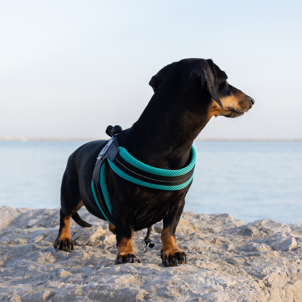 Harness for cats, puppies, and tiny dogs, mesh structure | Tre Ponti
