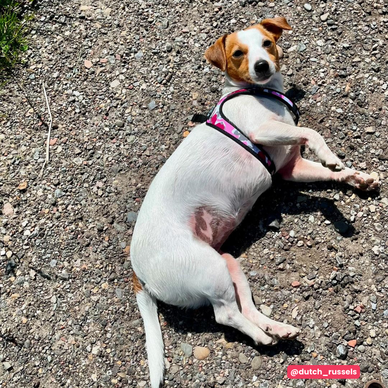 Ergonomic dog harness with click closure | Tre Ponti