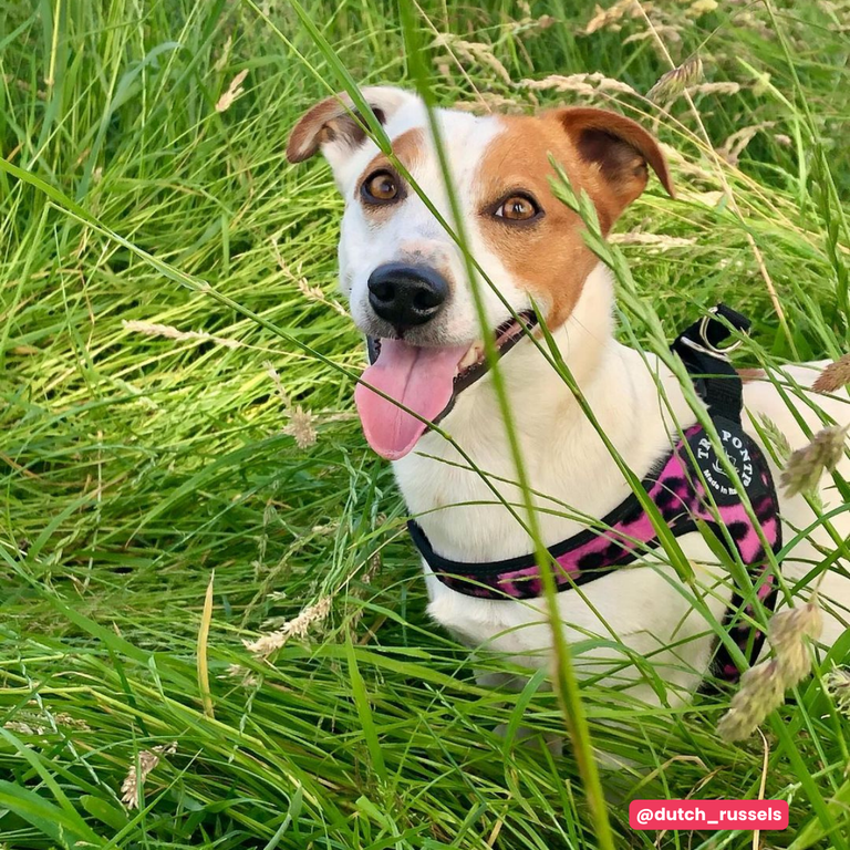 Savannah dog harness for dogs with an even chest and thorax. | Tre Ponti