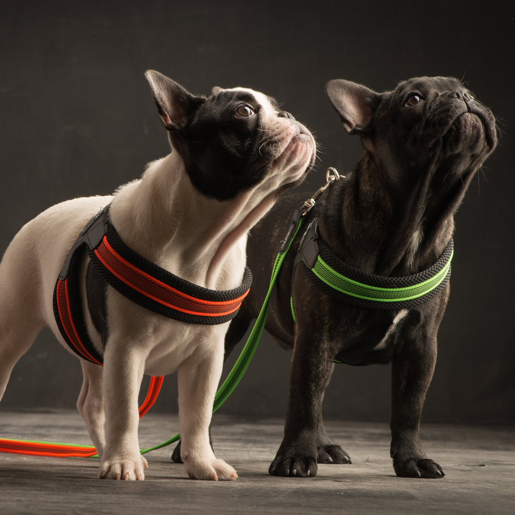 Dog harness with ergonomic structure and Fluo Pop insert | Tre Ponti